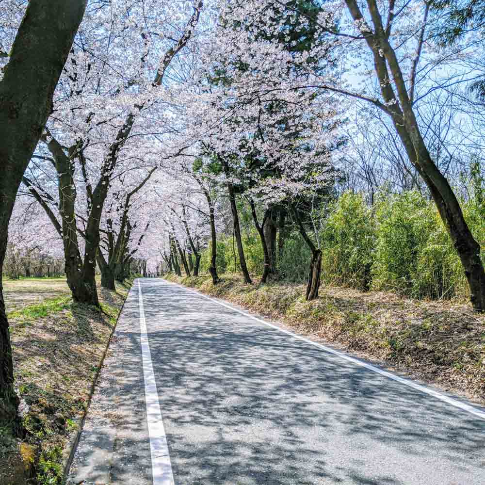 Cycling in Japan: your ultimate guide (cycling routes, hotels, bike hire)!